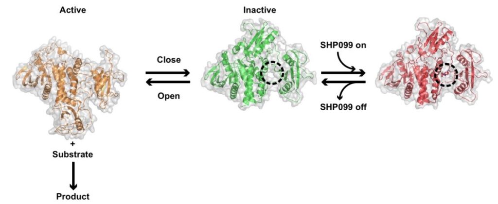 Locking Protein Structure to Close the Door on Cancer - Biosciences ...