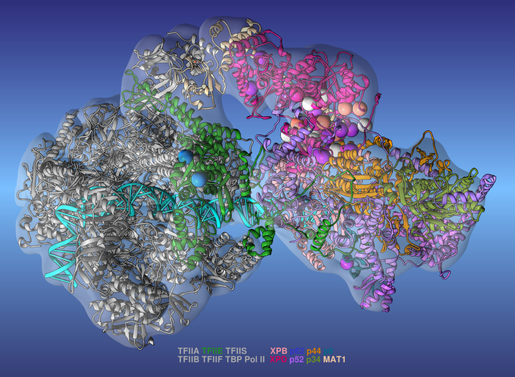 Researchers Create Comprehensive Model of Transcription Preinitiation ...