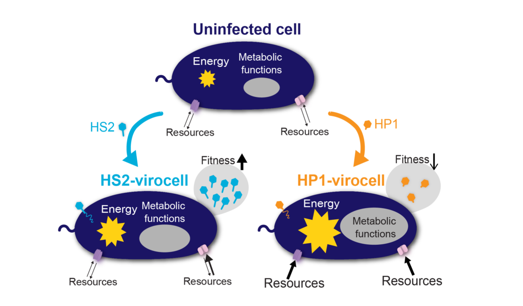 JGI Helps Enable Virocells Study - Biosciences Area – Biosciences Area