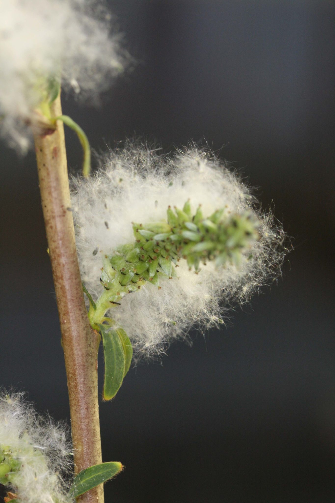 JGI Scientists Help Unlock Structure of Shrub Willow Sex Chromosome ...