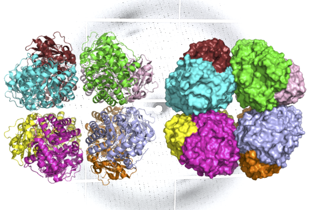 form I' rubisco - Biosciences Area – Biosciences Area