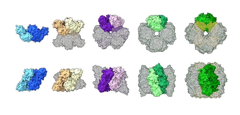 Rubisco-structures - Biosciences Area – Biosciences Area